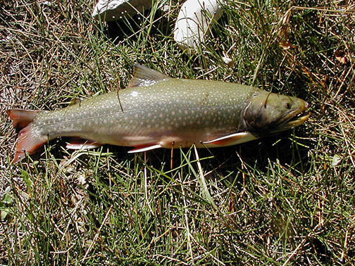 Non-Native Species | CSKT | Division of Fish, Wildlife, Recreation ...