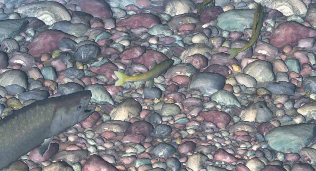 Subadults and Adults | CSKT | Division of Fish, Wildlife, Recreation ...