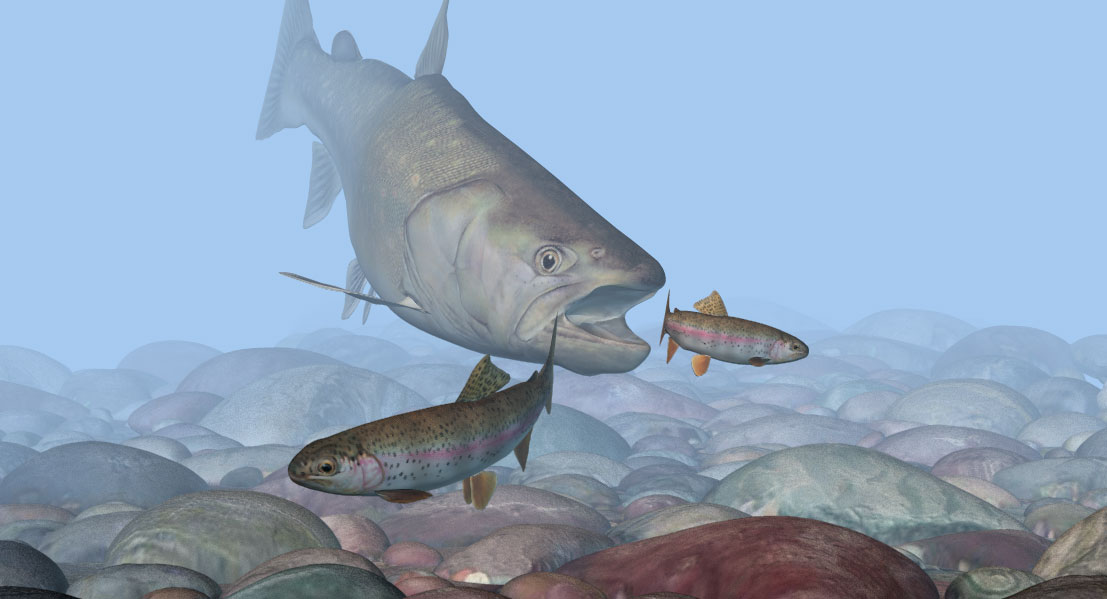 Subadults and Adults | CSKT | Division of Fish, Wildlife, Recreation ...