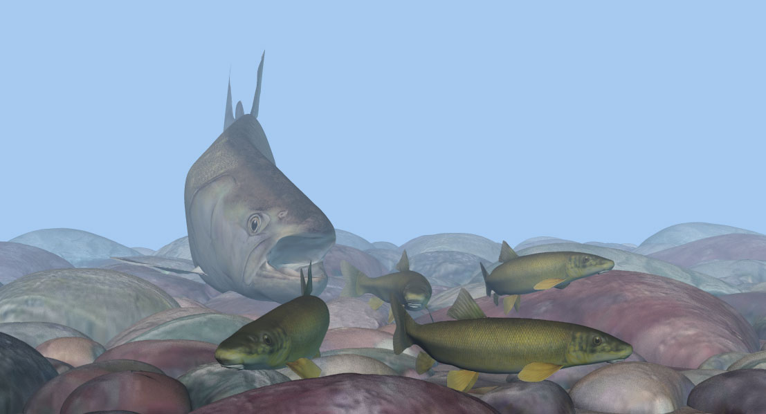 Subadults and Adults | CSKT | Division of Fish, Wildlife, Recreation ...